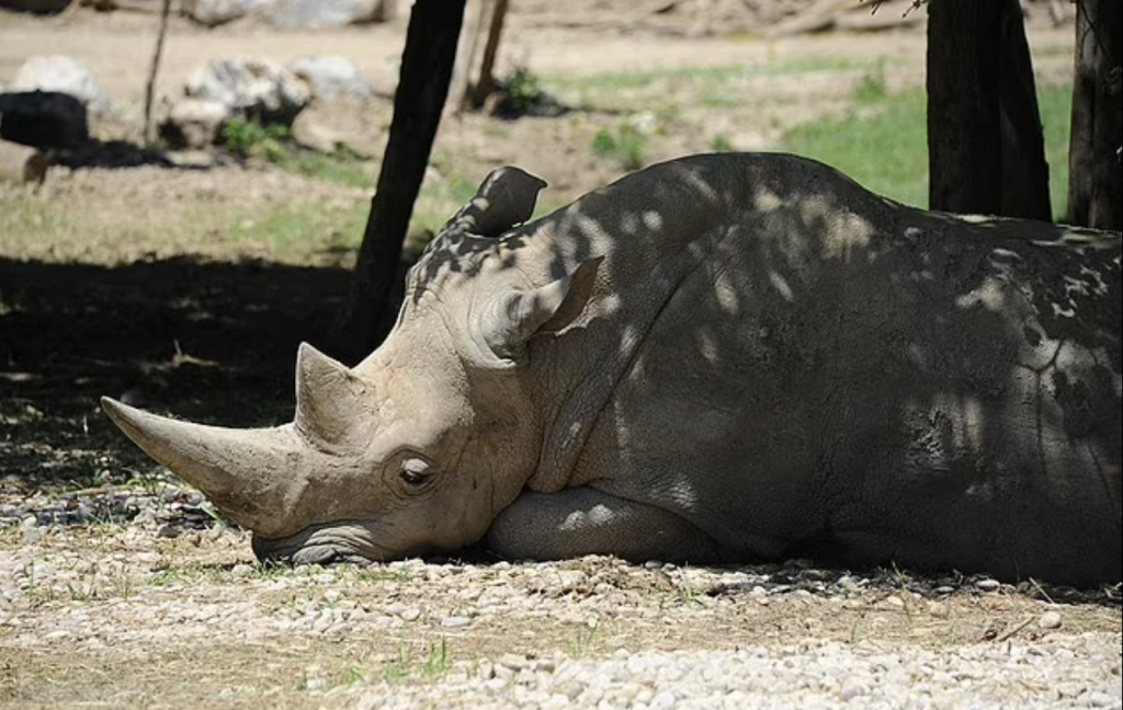 Badak Putih Tertua di Dunia Mati di Italia, Jasadnya Bakal Dibalsam ...