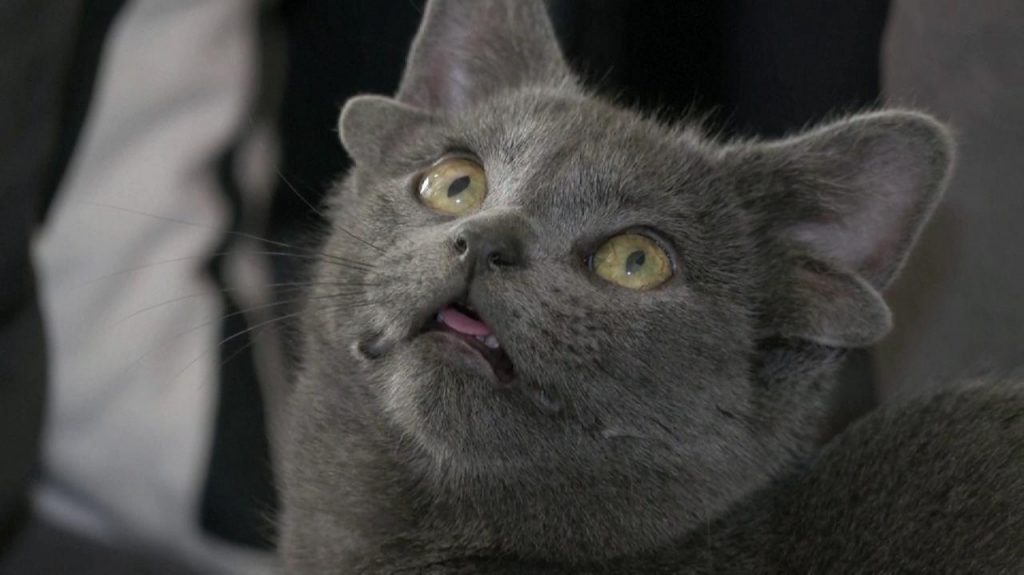 Diduga Karena Mutasi Genetik, Kucing Ini Punya 4 Telinga - USS Feed