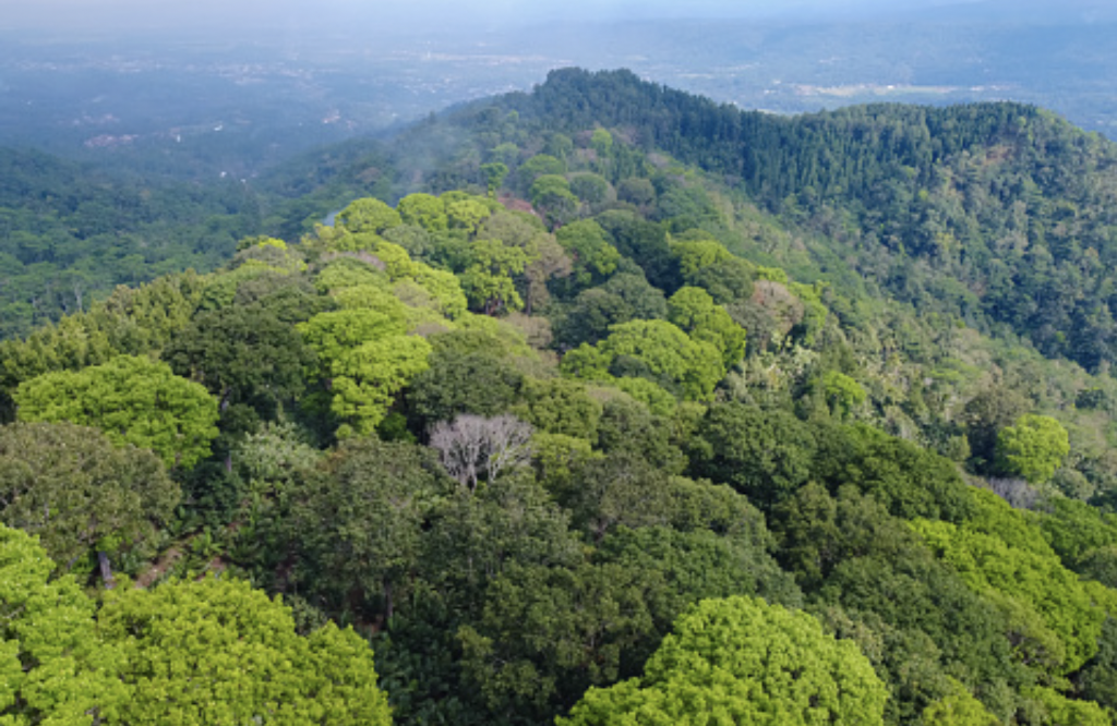 Industri Tambang Indonesia jadi Penghancur Hutan Terbesar, Ini Kata ...