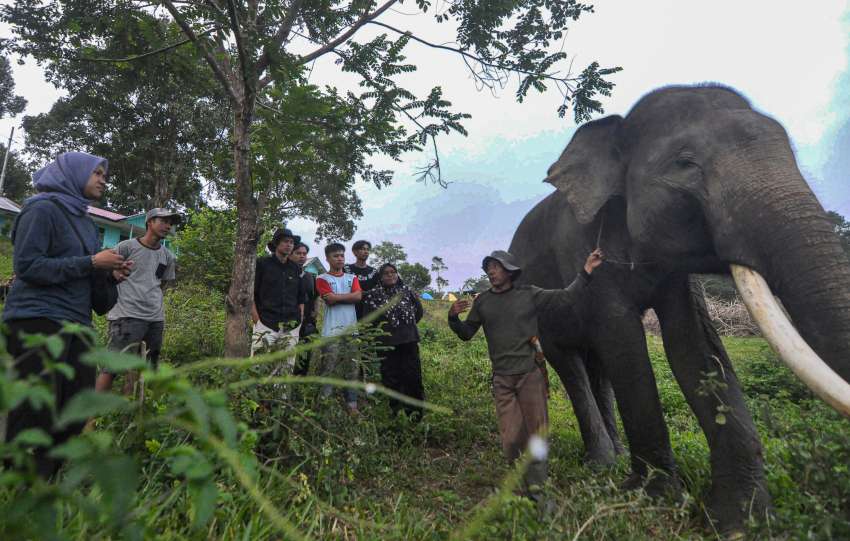 LaleIlmaNino Rilis Lagu Baru, Reza Chandika dan Rendha Rais Jadi ...