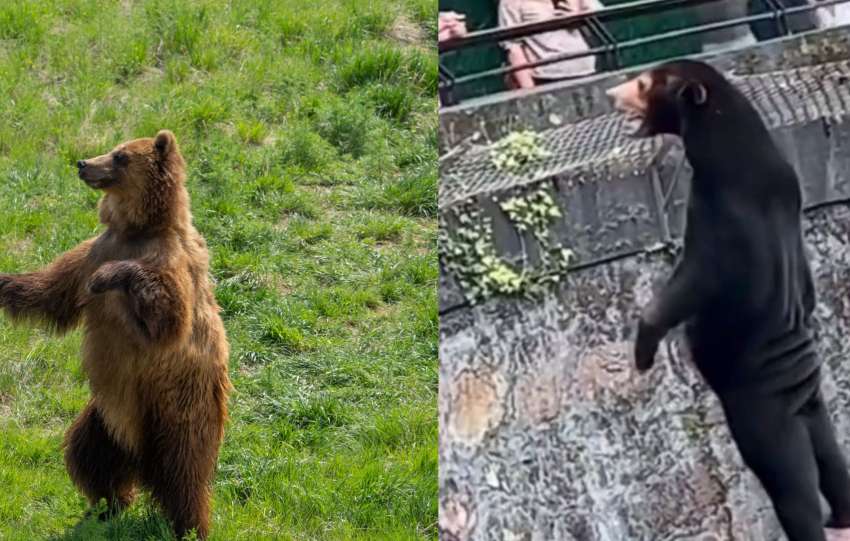 Adu Rayu Akan Diangkat Menjadi Film Layar Lebar? - USS Feed