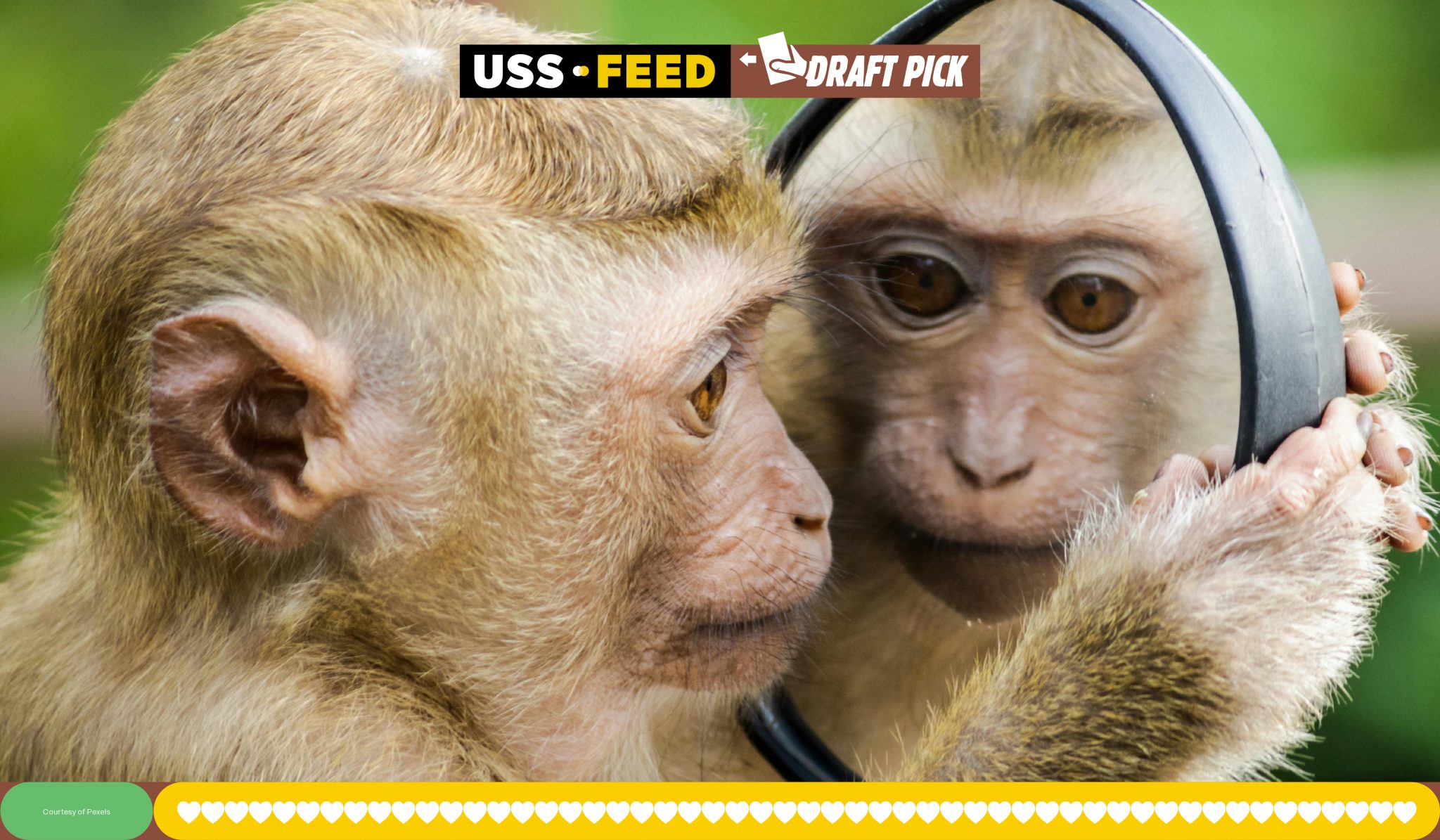 Draft Picks - USS Feed